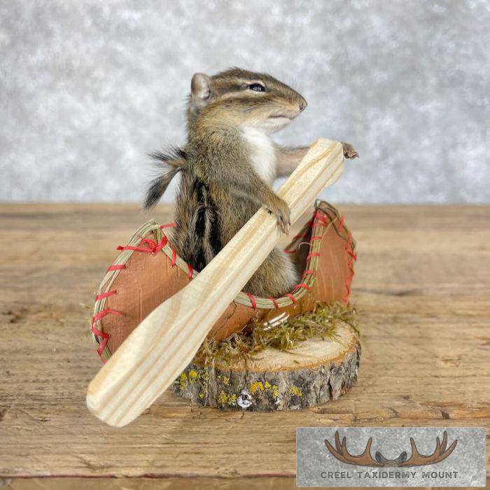 Novelty Chipmunk Taxidermy Mount For Sale - Creel Taxidermy