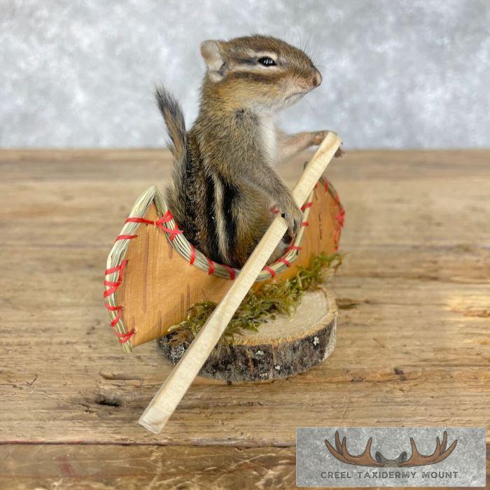 Novelty Chipmunk Taxidermy Mount For Sale - Creel Taxidermy