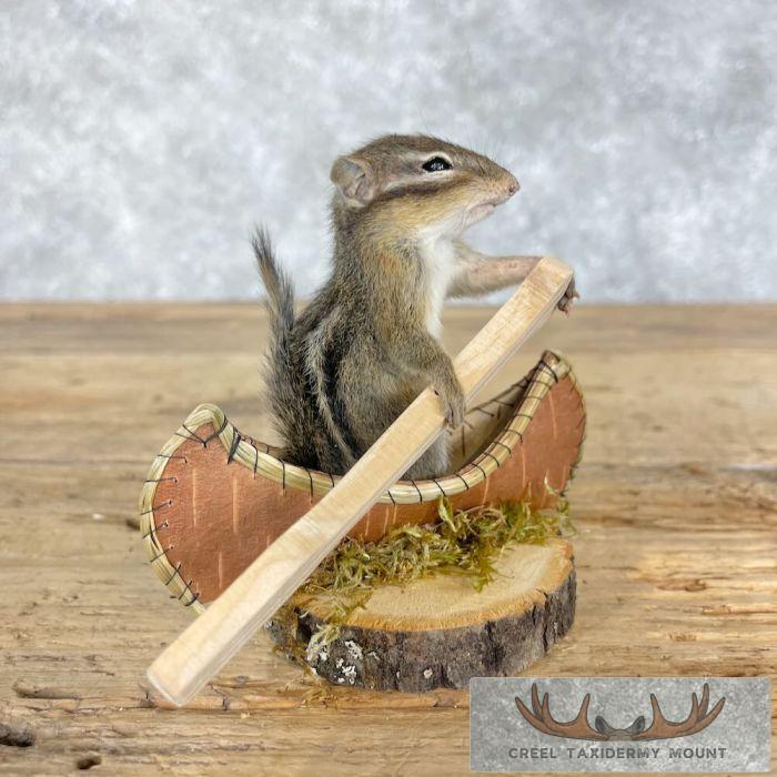 Novelty Chipmunk Taxidermy Mount For Sale - Creel Taxidermy