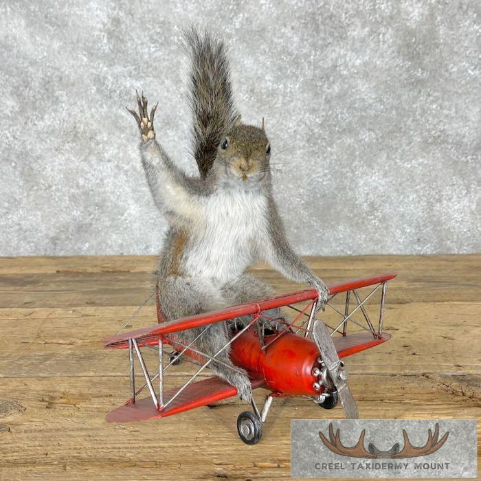 Novelty Grey Squirrel Taxidermy Mount For Sale - Creel Taxidermy