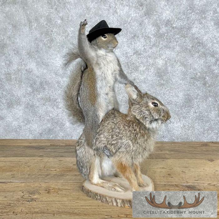 Novelty Grey Squirrel & Rabbit Mount For Sale - Creel Taxidermy