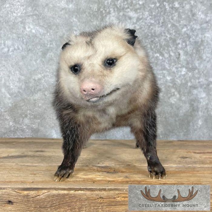 Opossum Life-Size Taxidermy Mount For Sale - Creel Taxidermy