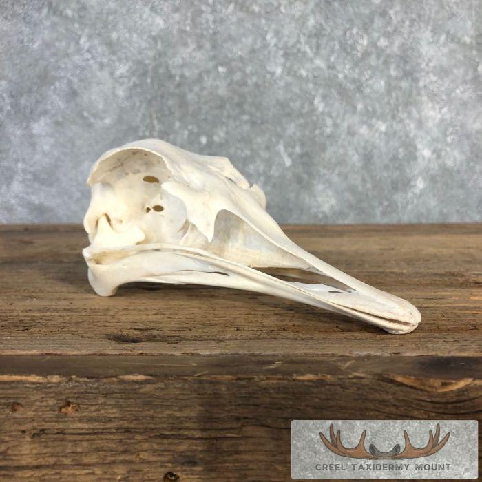 Ostrich Full Skull For Sale - Creel Taxidermy