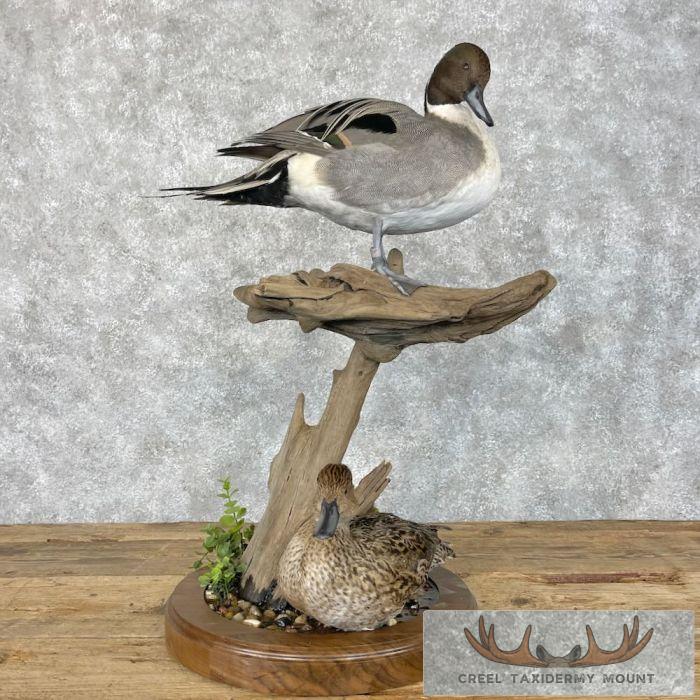 Pintail Duck Pair Taxidermy Mount For Sale - Creel Taxidermy
