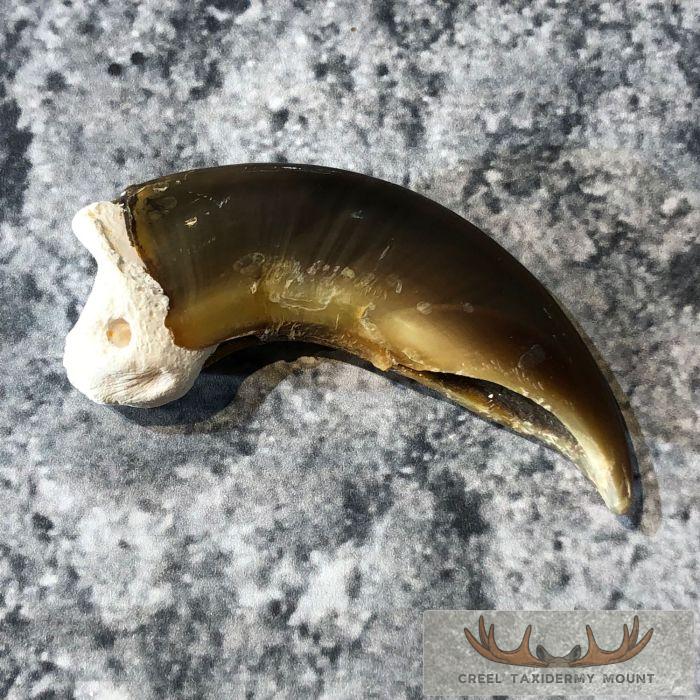 Authentic Polar Bear Claw Taxidermy For Sale - Creel Taxidermy