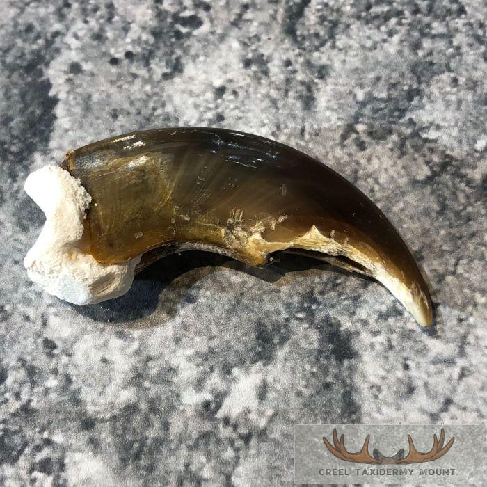 Authentic Polar Bear Claw Taxidermy For Sale - Creel Taxidermy