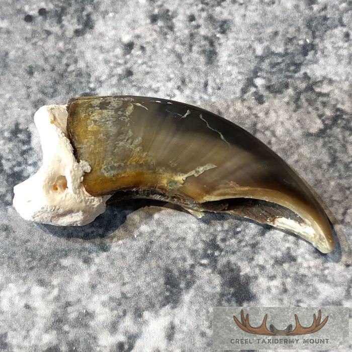 Authentic Polar Bear Claw Taxidermy For Sale - Creel Taxidermy