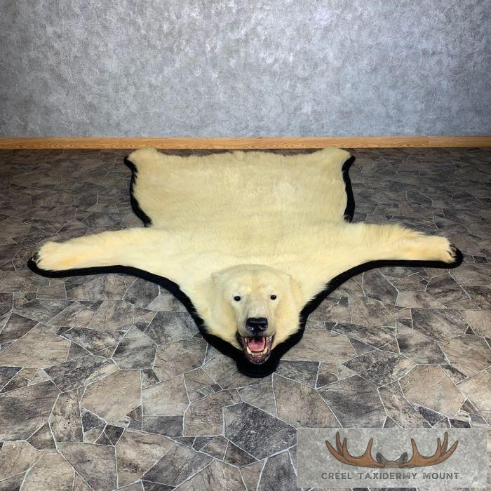 Polar Bear Full-Size Taxidermy Rug Mount For Sale - Creel Taxidermy