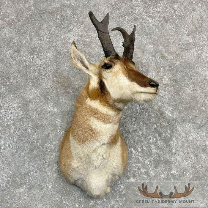 Pronghorn Antelope Taxidermy Shoulder Mount For Sale - Creel Taxidermy