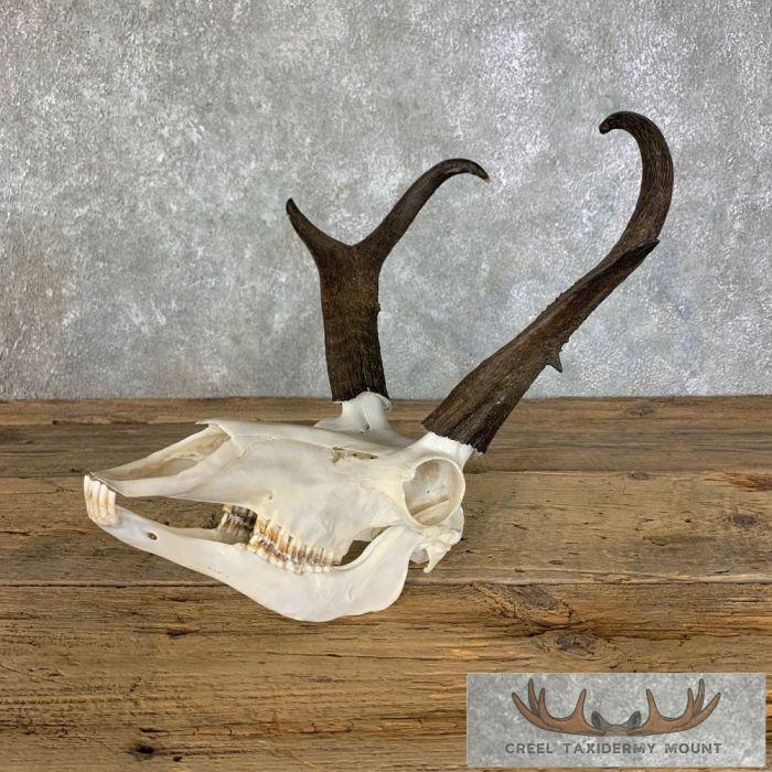 deer skeleton mount