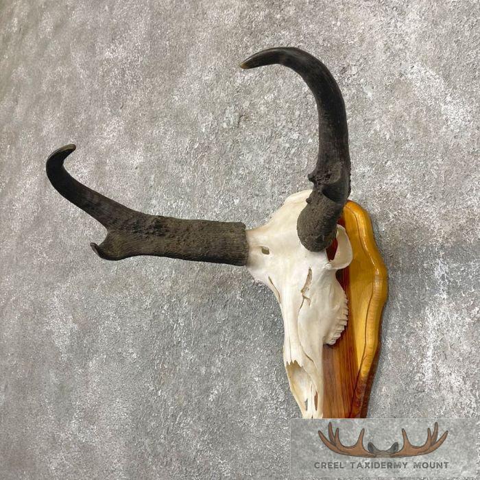 pronghorn scull