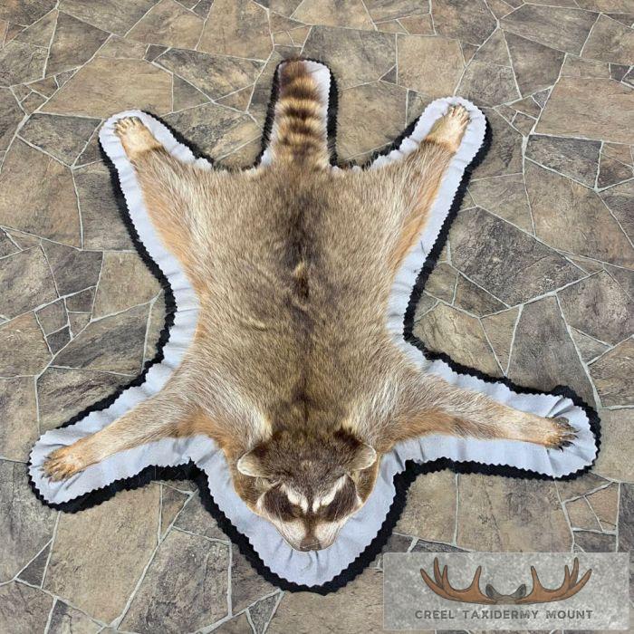Raccoon Full-Size Rug For Sale - Creel Taxidermy