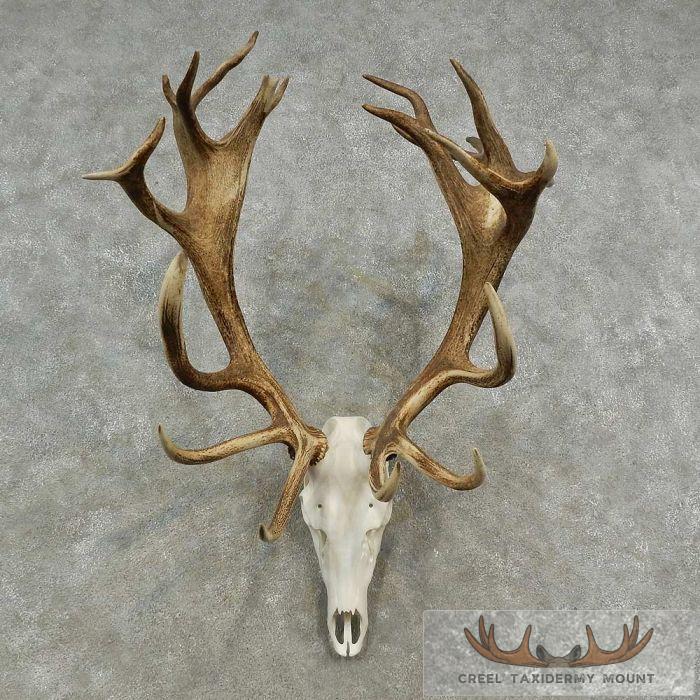 Red Deer Stag Skull European Taxidermy Mount For Sale - Creel Taxidermy