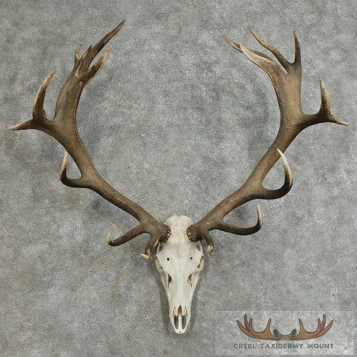Red Stag Skull Antler European Taxidermy Mount For Sale - Creel Taxidermy