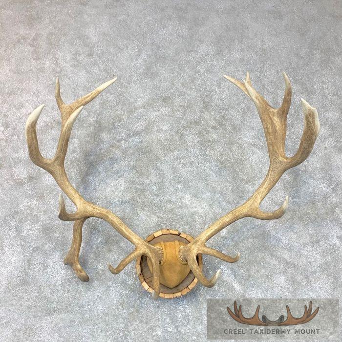 Red Deer Stag Plaque Taxidermy Mount For Sale - Creel Taxidermy