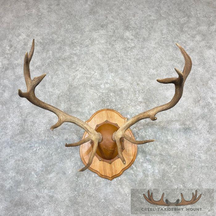 Red Deer Stag Plaque Taxidermy Mount For Sale - Creel Taxidermy