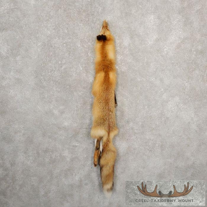 Red Fox Tanned Hide For Sale - Creel Taxidermy