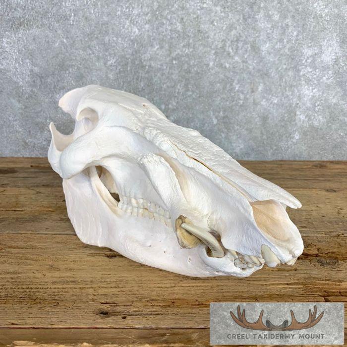 Red River Hog Skull Taxidermy Mount For Sale - Creel Taxidermy
