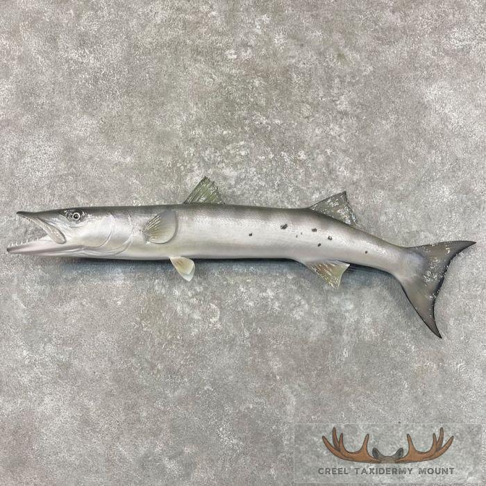 Barracuda Taxidermy Fish Mount For Sale - Creel Taxidermy