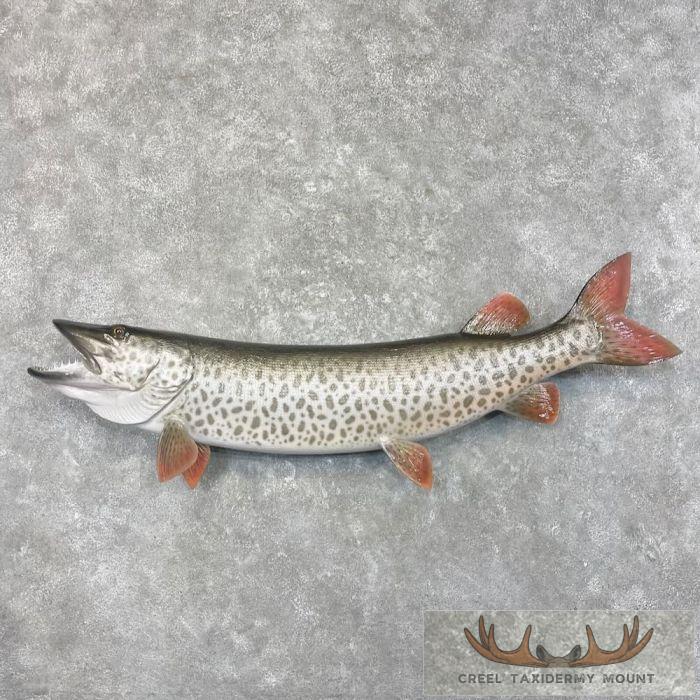 Muskellunge Taxidermy Fish Mount For Sale - Creel Taxidermy