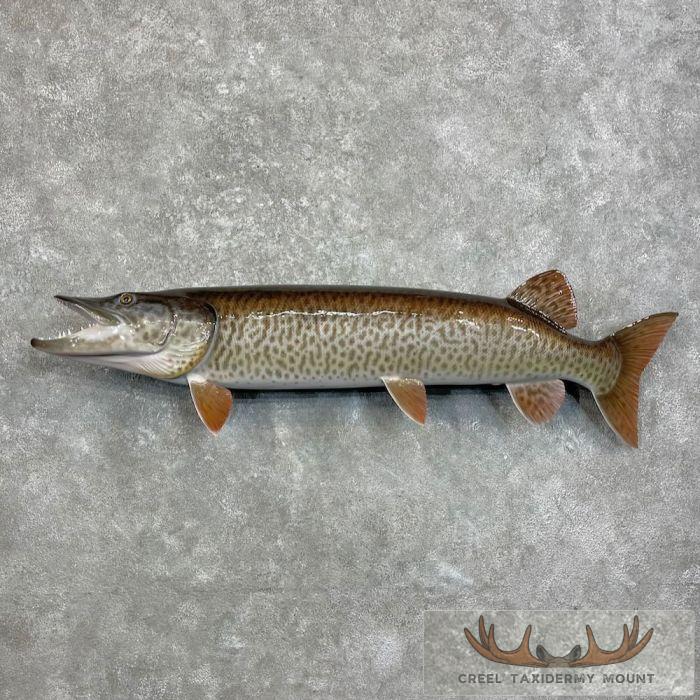 Muskellunge Taxidermy Fish Mount For Sale - Creel Taxidermy