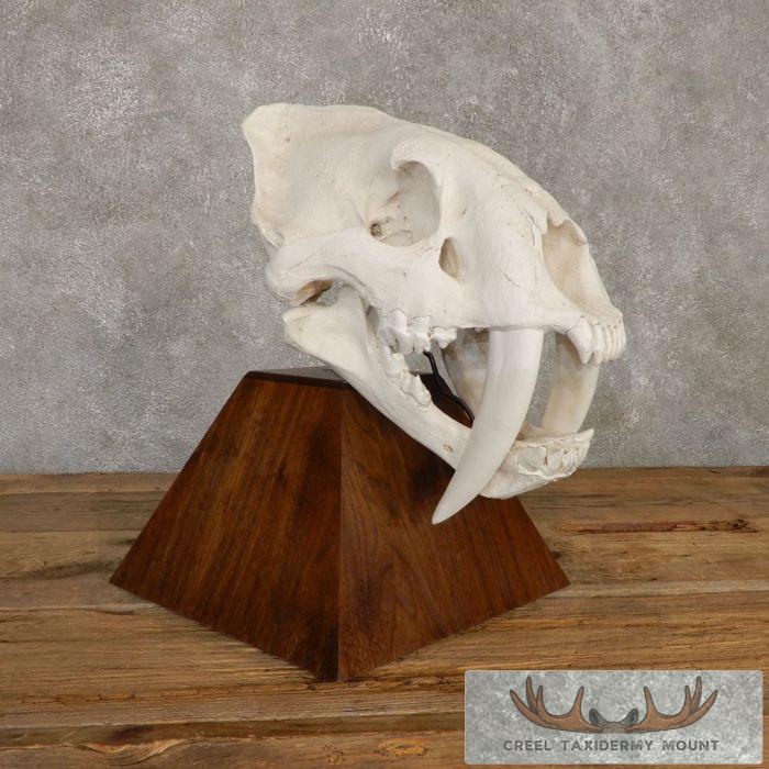 Reproduction Saber Tooth Tiger Full Skull For Sale - Creel Taxidermy