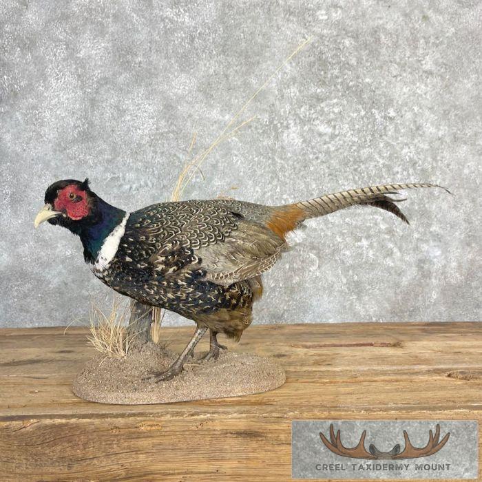 Ringneck Pheasant Taxidermy Bird Mount For Sale - Creel Taxidermy