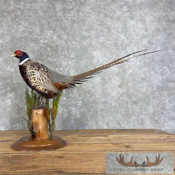 Ringneck Pheasant Taxidermy Bird Mount For Sale - Creel Taxidermy