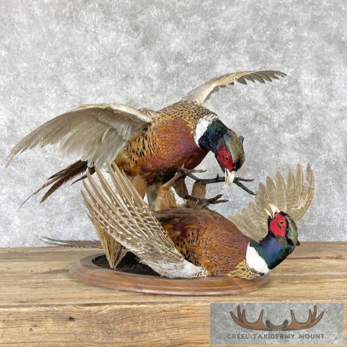 Ringneck Pheasant Taxidermy Bird Mount For Sale - Creel Taxidermy