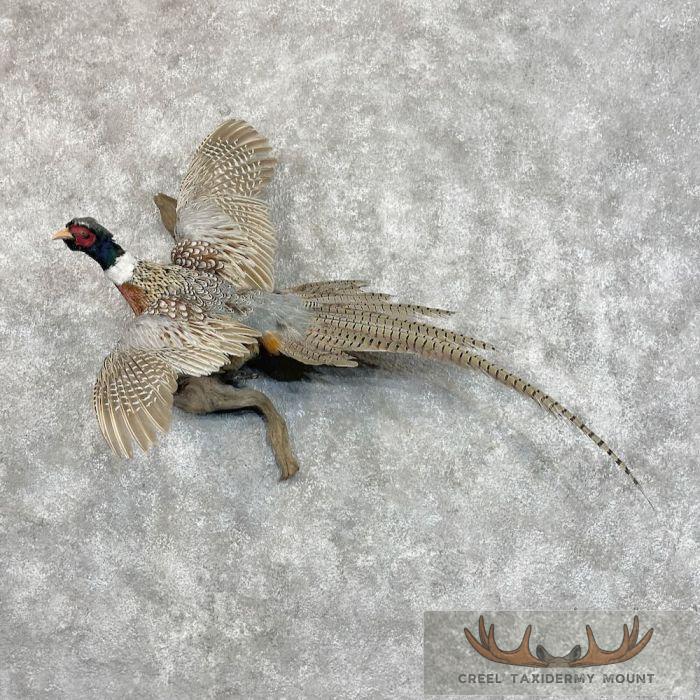 Ringneck Pheasant Taxidermy Bird Mount For Sale - Creel Taxidermy