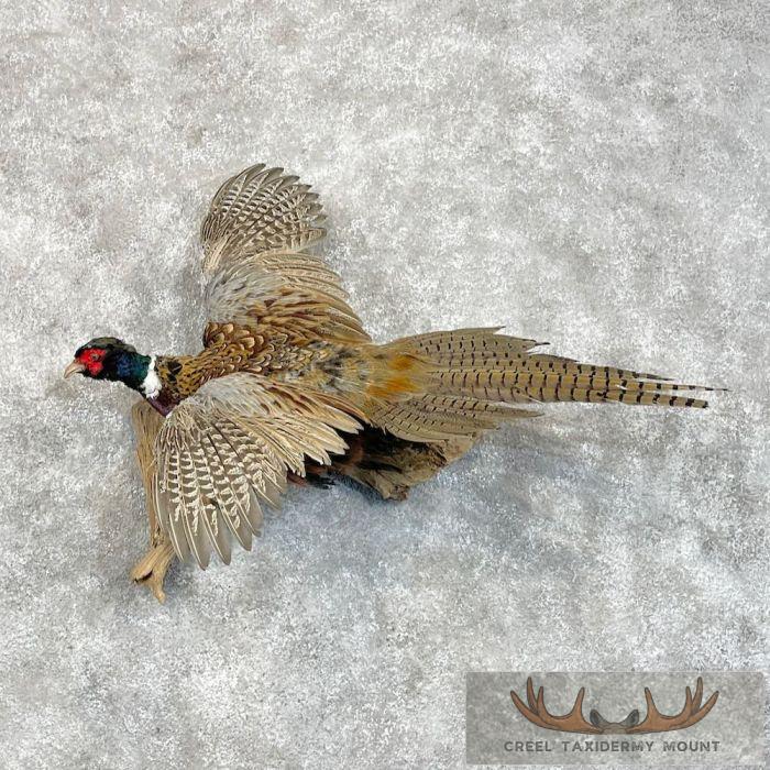 Ringneck Pheasant Taxidermy Bird Mount For Sale - Creel Taxidermy