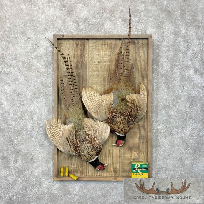 Ringneck Pheasant Taxidermy Bird Mount For Sale - Creel Taxidermy