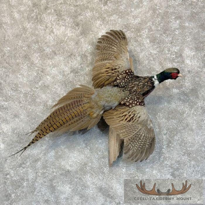 Ringneck Pheasant Taxidermy Bird Mount For Sale - Creel Taxidermy