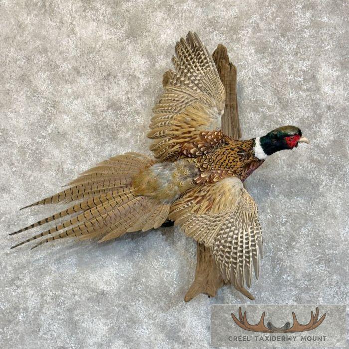 Ringneck Pheasant Taxidermy Bird Mount For Sale - Creel Taxidermy