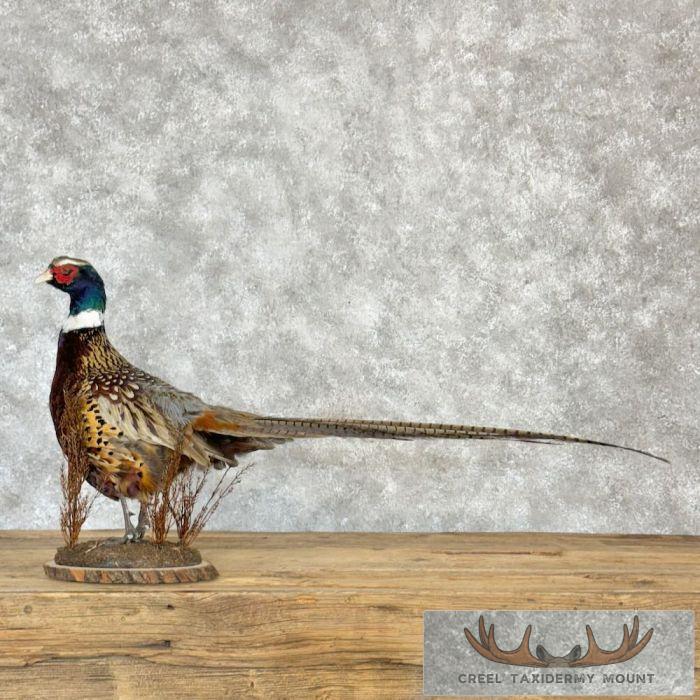 Ringneck Pheasant Taxidermy Bird Mount For Sale - Creel Taxidermy