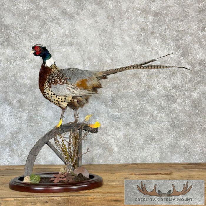 Ringneck Pheasant Taxidermy Bird Mount For Sale - Creel Taxidermy