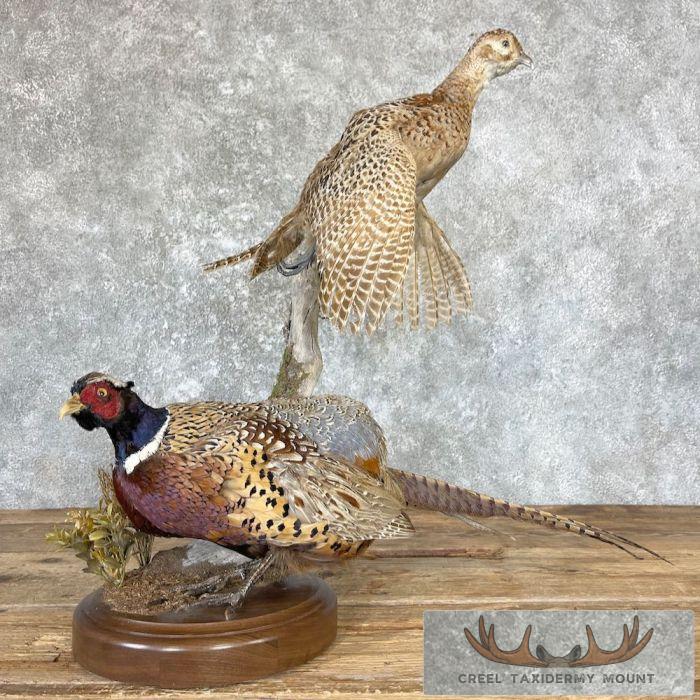 Ringneck Pheasant Pair Taxidermy Bird Mount For Sale - Creel Taxidermy