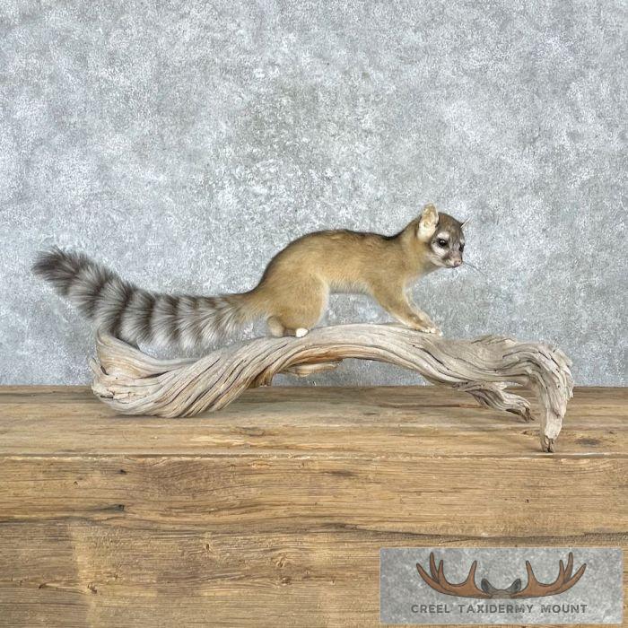 Ringtail Cat Taxidermy Mount For Sale - Creel Taxidermy