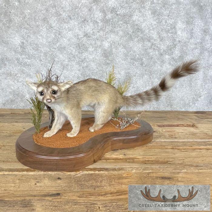 Ringtail Cat Taxidermy Mount For Sale - Creel Taxidermy