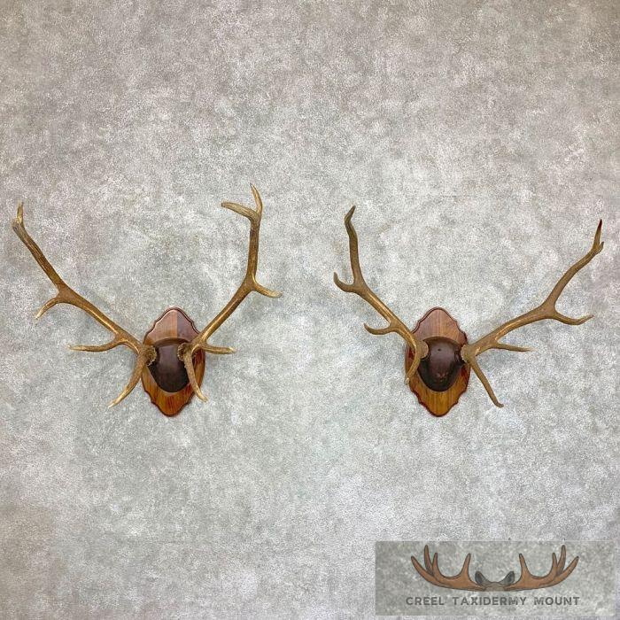Rocky Mountain Elk Plaque Pair Taxidermy Mount For Sale - Creel Taxidermy