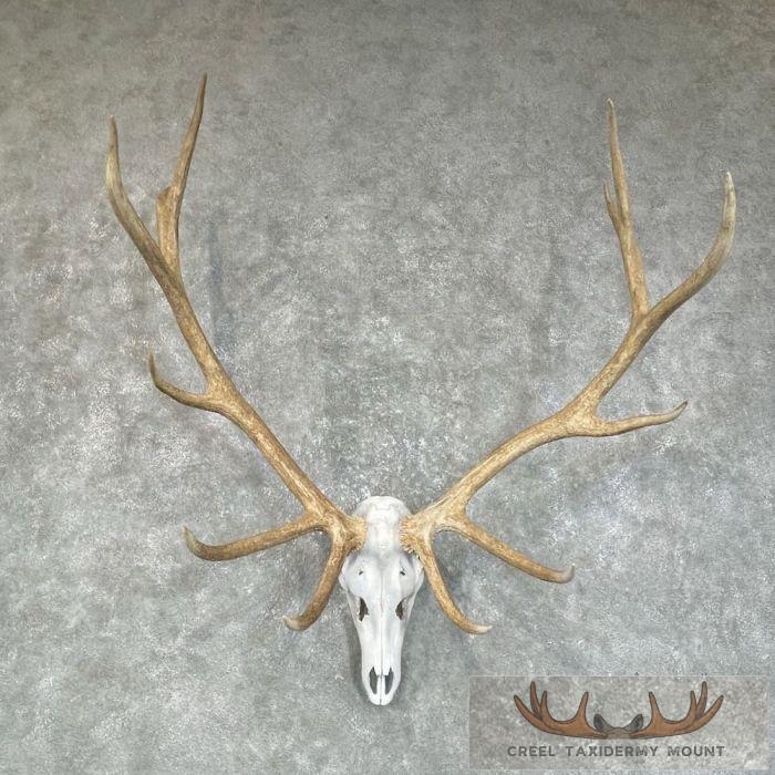 Rocky Mountain Elk Skull EuropeanTaxidermy Mount For Sale - Creel Taxidermy