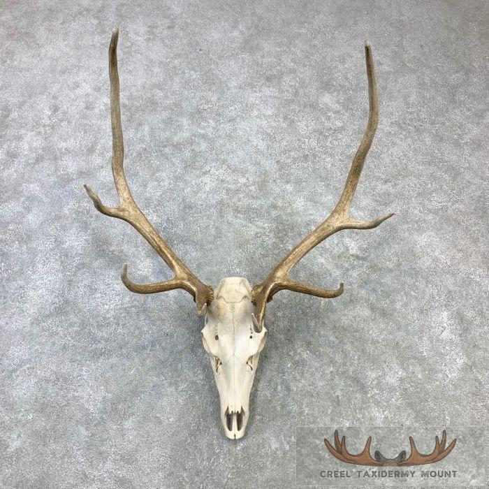 Rocky Mountain Elk Skull Taxidermy Mount For Sale - Creel Taxidermy