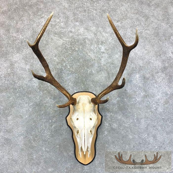 Rocky Mountain Elk Skull Plaque Taxidermy Mount For Sale - Creel Taxidermy