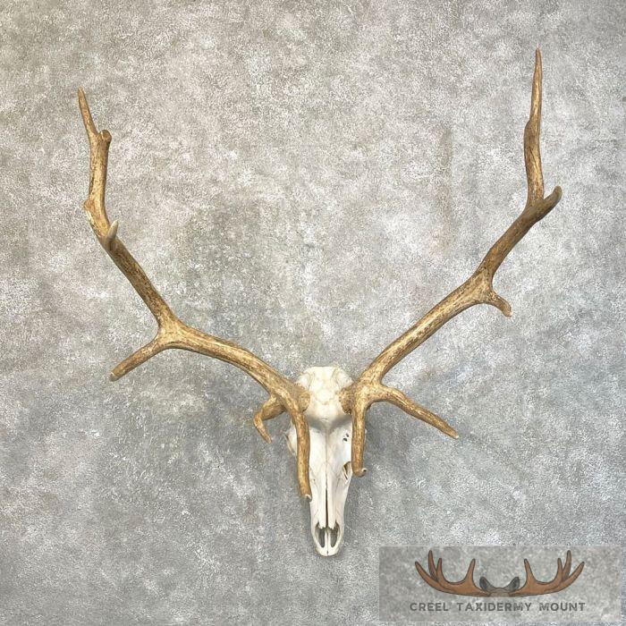 Rocky Mountain Elk Skull Taxidermy Mount For Sale - Creel Taxidermy
