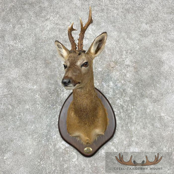 European Roe Deer Shoulder Taxidermy Mount For Sale - Creel Taxidermy