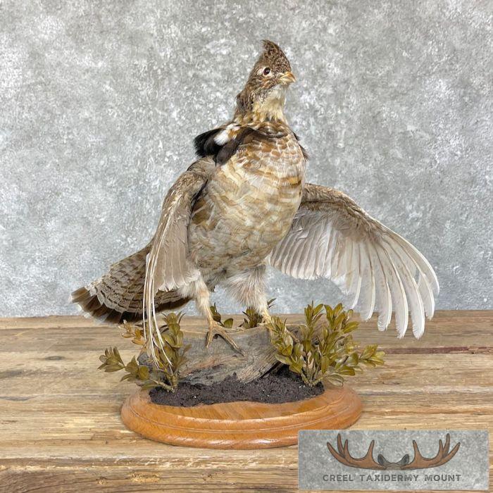 Ruffed Grouse Taxidermy Bird Mount For Sale - Creel Taxidermy