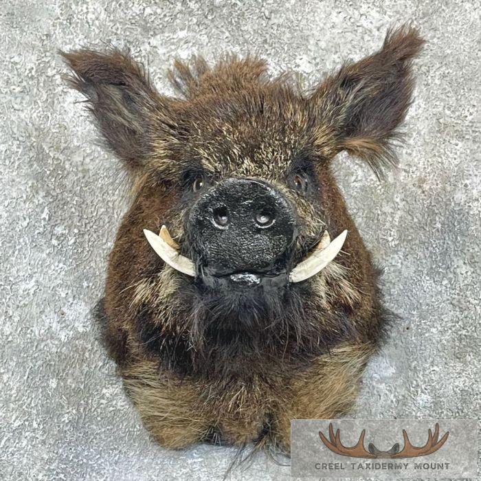 Russian Boar Taxidermy Shoulder Mount For Sale - Creel Taxidermy