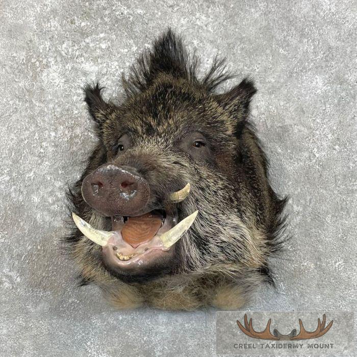 Russian Boar Taxidermy Shoulder Mount For Sale - Creel Taxidermy