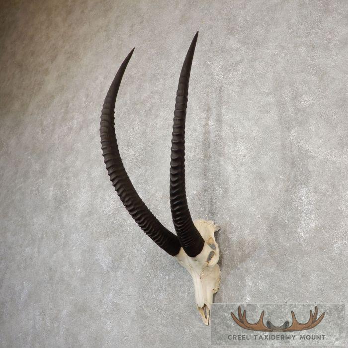 Sable Antelope European Skull & Horns Taxidermy Mount For Sale - Creel ...
