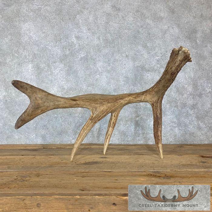 Rare Cervine Moose Shed (Self Standing) Taxidermy Decor For Sale ...